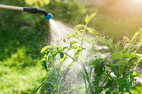 Cómo Elegir Fertilizante Para Tomate Guía Para Agricultores Blog