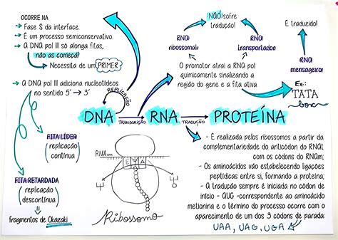 Mapa Mental Sobre Cidos Nucleicos Dna E Rna Dna E Rna Vest