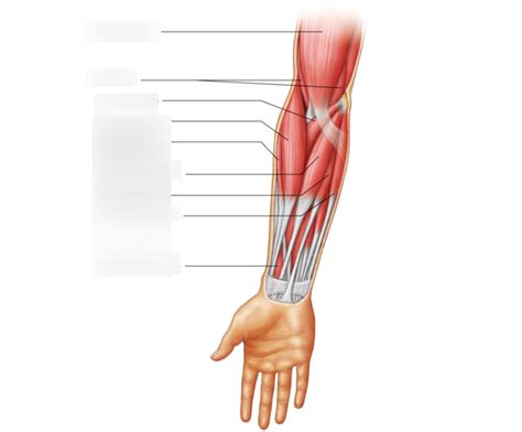 Anterior Forearm Muscles Diagram Quizlet