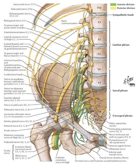Raices Nerviosas Sacro Lumbares Plexus Products Medical Anatomy