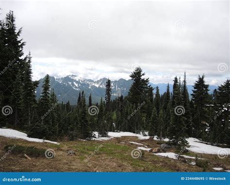 Coniferous Trees And Mountain Scene In Mount Rainier National Park