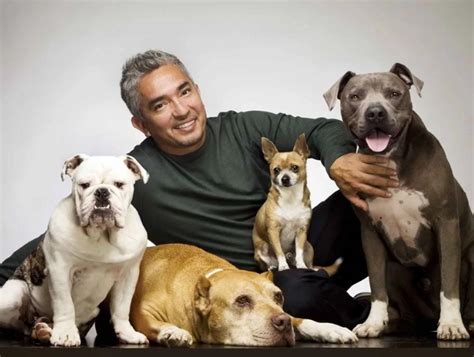 Treinamento Positivo para Animais de Estimação Construindo uma Relação