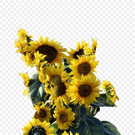 Top Imagen Girasol Png Hd Abzlocal Mx