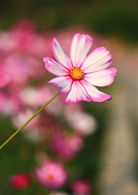 Fleurs Le Printemps Plantes Photo Gratuite Sur Pixabay Pixabay