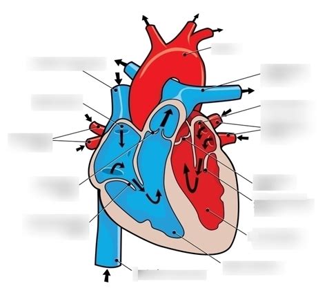 Anatomie Herz