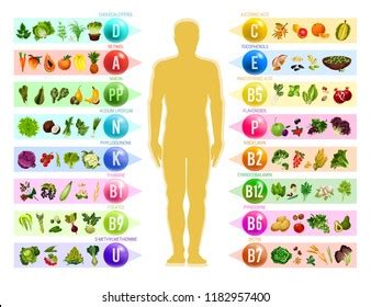 Vitamin Mineral Human Body Infographic Nutrition Stock Vector Royalty