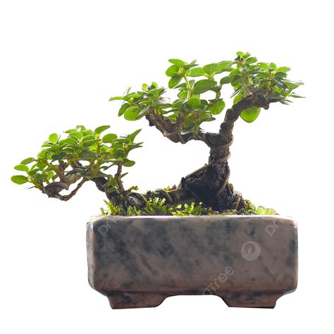Bonsai Premna Microphylla Bonsai Premna Microphylla Bonsai Vector