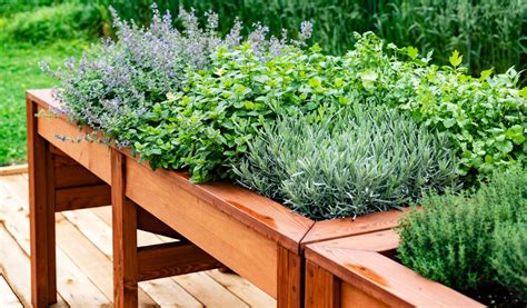 Quelles Plantes Aromatiques Planter Ensemble Jardiland