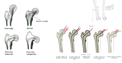 Kaarten Hc Anatomie Bekken Heup En Bovenbeen Quizlet