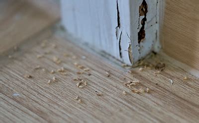 Signs Of Termite Damage And Termite Infestations Dodson Pest Control