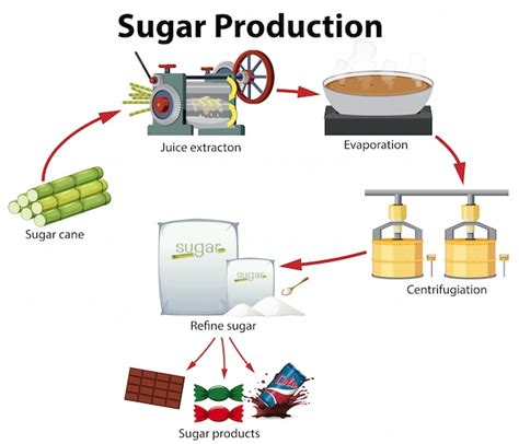 Un diagrama de producción de azúcar Vector Premium