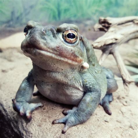Sonoran Desert Toad