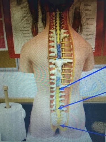 Spinal Cord Nerves Flashcards Quizlet