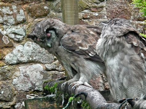 Milky Eagle Owl Peter Stubbs Flickr