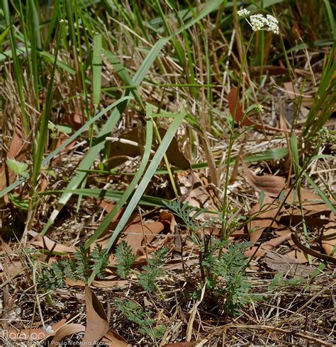 G Nero Selinum Flora On Portugal Continental