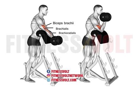 Standing Dumbbell Preacher Curl Guide How To Benefits Variations