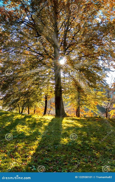 Raios De Sun Atrav S Das Rvores No Outono Imagem De Stock Imagem De