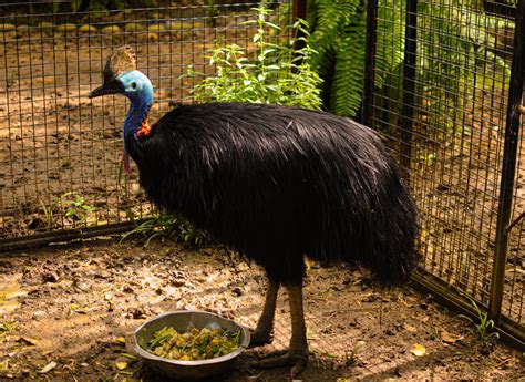 Kasuari Burung Purba Penjaga Hutan Papua Mongabay Co Id