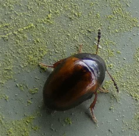 Käfer Bild 3 Käfer unbestimmt Coleoptera indet c M Flickr