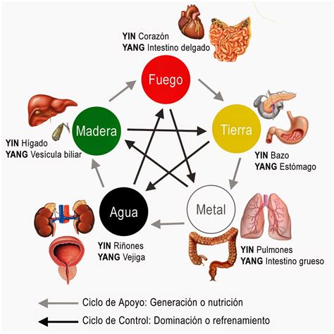 EL YIN Y EL YANG EN LA SALUD Y LOS CINCO ELEMENTOS