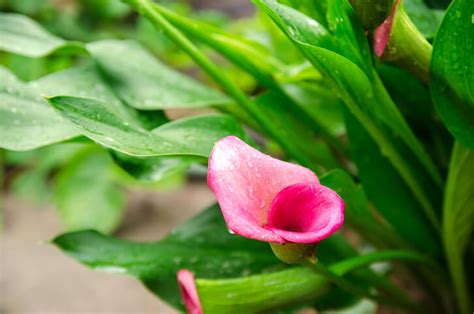 ᐅ Zimmercalla wie giftig ist Pflanze Typische Gefahren