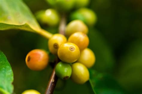Premium Photo Harvesting Coffee Berries By Agriculture Coffee Beans