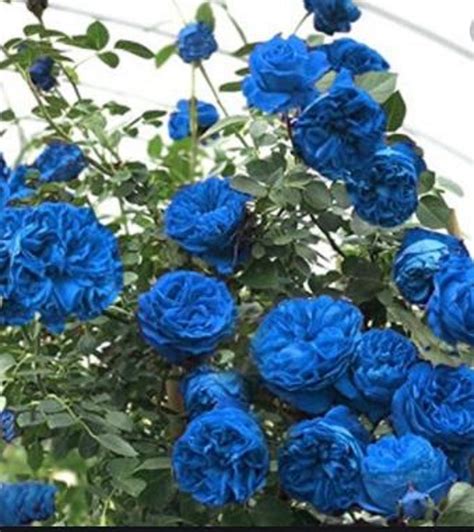 RARE CLIMBING ROSE Blue Bush Scented 3 10 20 Or 30 Seeds Combined