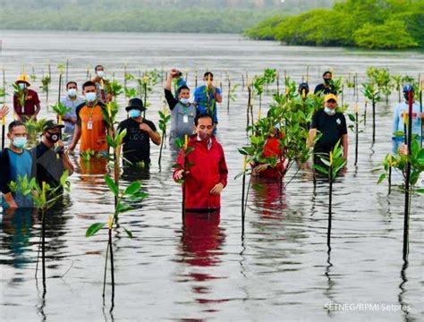 Rehabilitasi Mangrove Homecare24