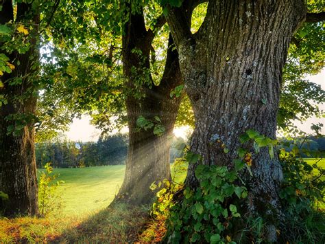Árboles Naturaleza Al Aire Libre Foto gratis en Pixabay Pixabay