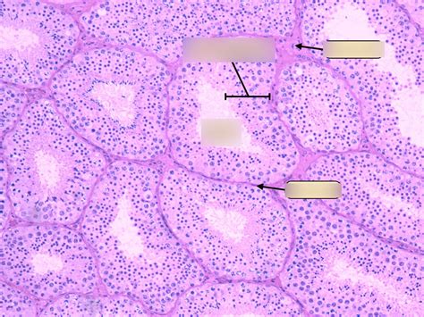 Testes Histology Diagram Quizlet