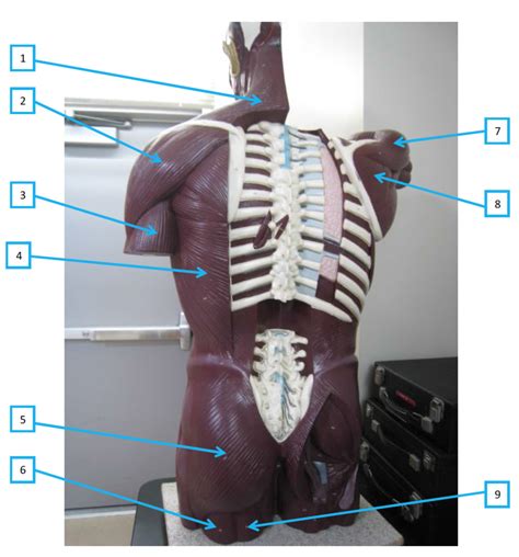 Torso Model Posterior View Diagram Quizlet