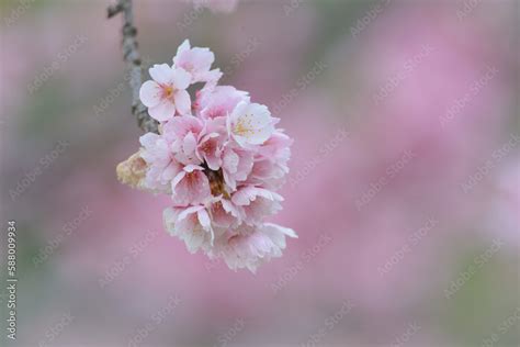 Stock Photo Adobe Stock
