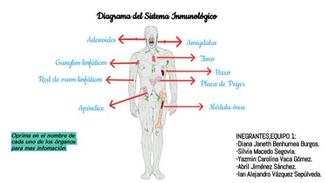 Esquema Del Sistema Inmunol Gico