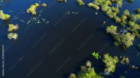 Drones Are Flying Over Large Wetlands Various Aquatic Plants Wetlands