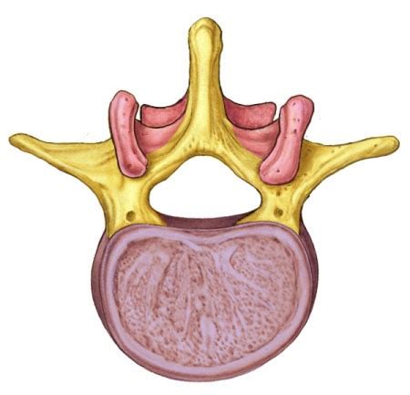 Vertebra Superior View Landmarks Diagram Quizlet