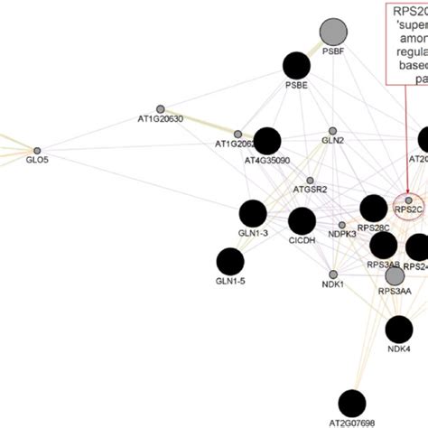 The Interaction Networks As Predicted By GeneMania And Visualized In