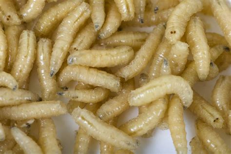 Vermi Nella Spazzatura Come Si Formano E Come Evitarne La Comparsa
