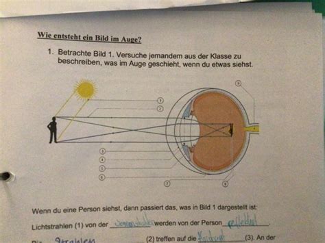 Biologie Sinne Auge Karteikarten Quizlet