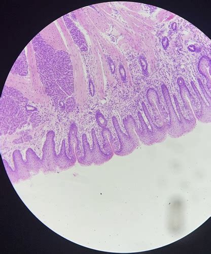 Histology Lab Final Flashcards Quizlet