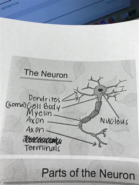 Psyc Chapter Parts Of A Neuron Diagram Quizlet