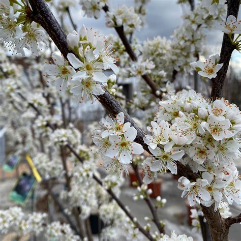 PRUNUS DOMESTICA CIRUELO Viveros Peña frutales