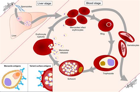 Frontiers Naturally Acquired Humoral Immunity Against Plasmodium