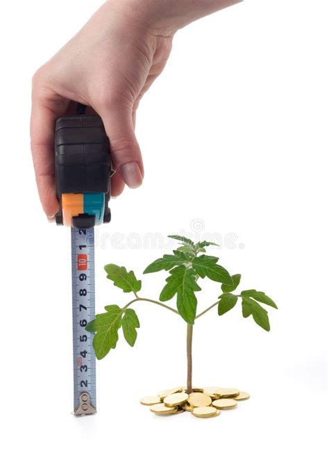 Hand Measures Plant Growth Tape Measure In Hand Surveying Plant Growth