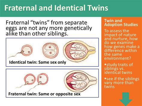 Identical Twin Incest Telegraph