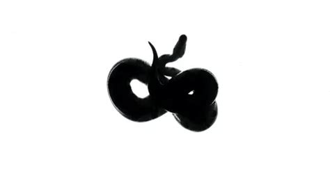 Shooting Of Black Python Silhouette On W Stock Video Pond