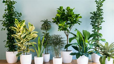 Entérate Plantas que puedes tener dentro de casa