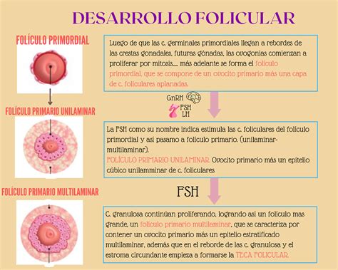 Folículo Primordial