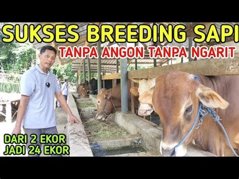 SUKSES BREEDING SAPI DARI 2 EKOR JADI 24 EKOR TANPA NGARIT TANPA ANGON