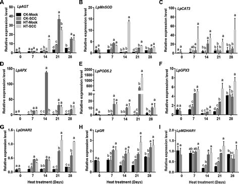 Relative Expression Of Antioxidant Enzyme Genes In Response To SCC