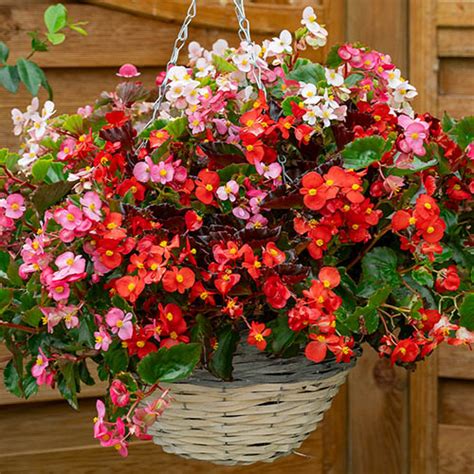 Begonia Semperflorens Hula Plug X12 Gardening Direct